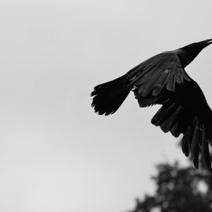 D80_45946_2 | DPReview Forums