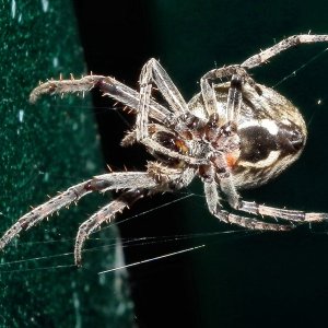 10.7 (33) | DPReview Forums