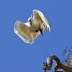 HT8J0683-10_web | DPReview Forums