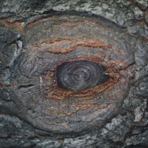 Tree: Looks like an Alligator Eye | DPReview Forums