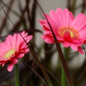 80-200 AF-D 2.8 | DPReview Forums