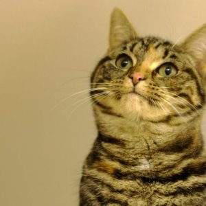 beautiful amelie | DPReview Forums