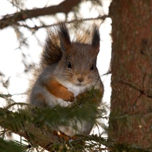 eurasian-red-squirrel | DPReview Forums
