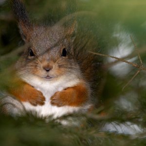 eurasian-red-squirrel | DPReview Forums