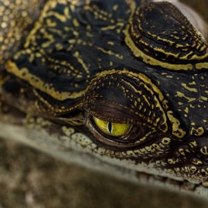 junior | DPReview Forums