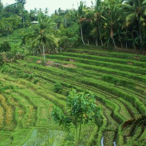 ''Rice scales'' of Bali | DPReview Forums