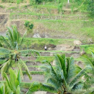 ''Rice scales'' of Bali | DPReview Forums