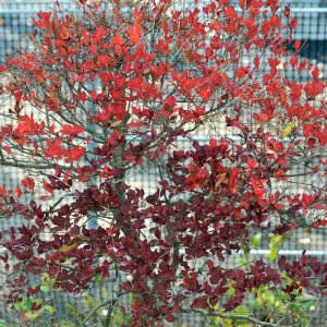 japan fall 2009 | DPReview Forums