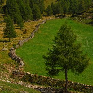 Lonely Tree | DPReview Forums