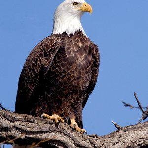 American Bald Eagle 001 (3) | DPReview Forums