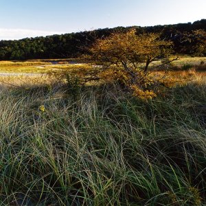 Bush | DPReview Forums