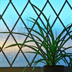 spider-plant | DPReview Forums