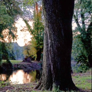 Strength | DPReview Forums