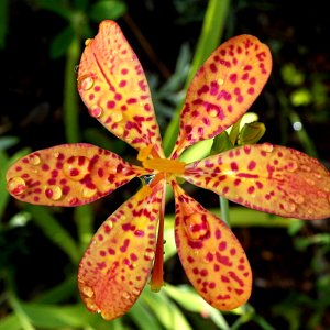 Lily -2 | DPReview Forums