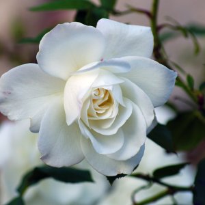 snowpetal 1 | DPReview Forums