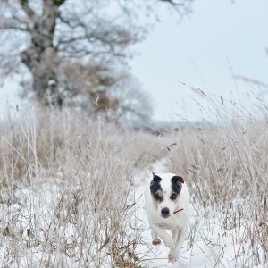 alfie-snow | DPReview Forums