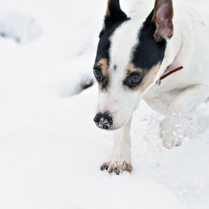 alfie-snow | DPReview Forums