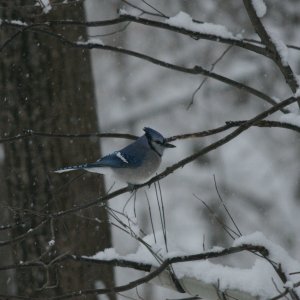 Winter-1 | DPReview Forums