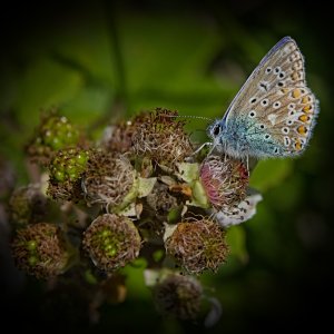common-blue | DPReview Forums