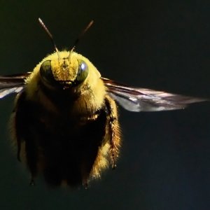 Bumble Bee | DPReview Forums