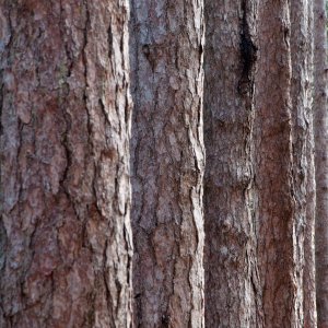 tronchi | DPReview Forums