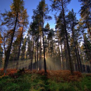 Forest Sun | DPReview Forums