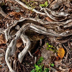 topaz-adjust-edits | DPReview Forums