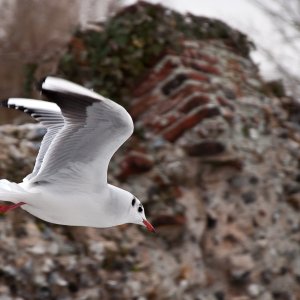 abby-gardens | DPReview Forums