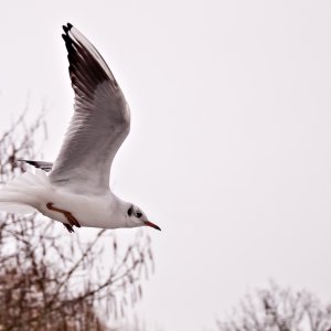 abby-gardens | DPReview Forums