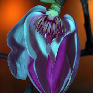 Tulip tree blossom - dissected | DPReview Forums