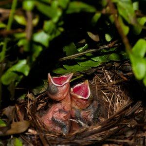 Dpreview-1-18 | DPReview Forums