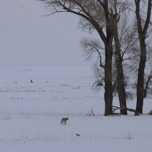 Winter Solitude | DPReview Forums