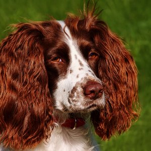 'Lady' | DPReview Forums