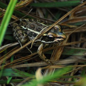 small frog | DPReview Forums