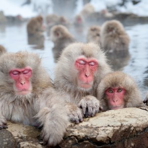 Snow Monkeys of Nagano | DPReview Forums