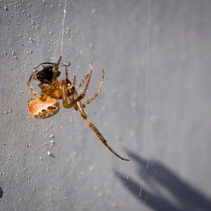 Spider Lunch | DPReview Forums