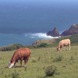 Zennor Head | DPReview Forums