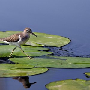 SOFT STEPS | DPReview Forums