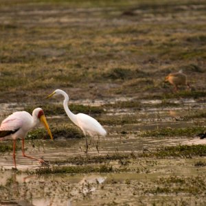 great-white-heron | DPReview Forums