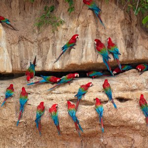 red-green-macaw | DPReview Forums