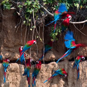 red-green-macaw | DPReview Forums