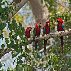 red-green-macaw | DPReview Forums