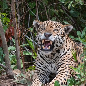 Jaguar_2009_0215 | DPReview Forums