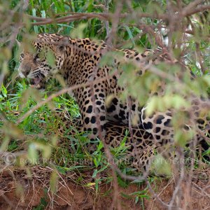 Jaguar_2009_0067 | DPReview Forums