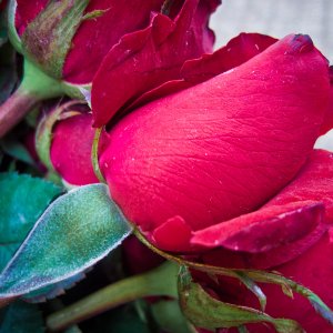 Red Rose | DPReview Forums