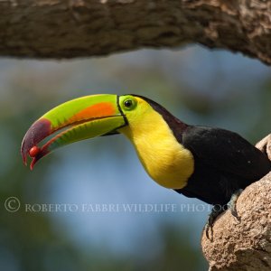 bird-with-food | DPReview Forums