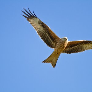 _MG_1349 Red Kite and Moon | DPReview Forums