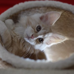 _MG_3692 | DPReview Forums