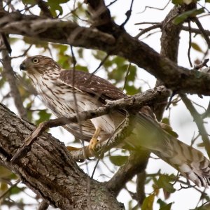 Hawk-2 | DPReview Forums