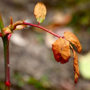 Old & new | DPReview Forums